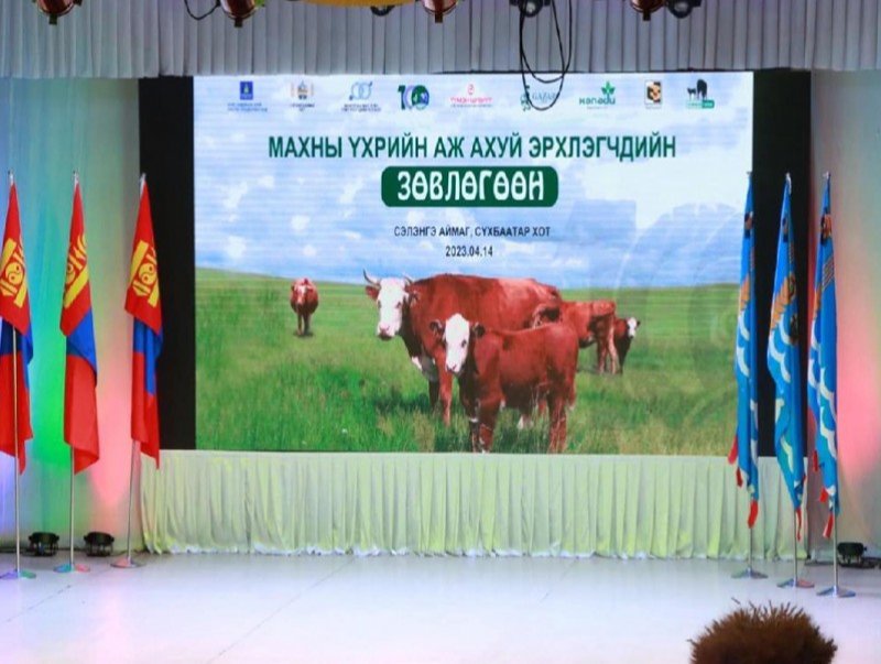 ХХААХҮЯ Махны үхрийн аж ахуй эрхлэгчид туршлага судалж байна